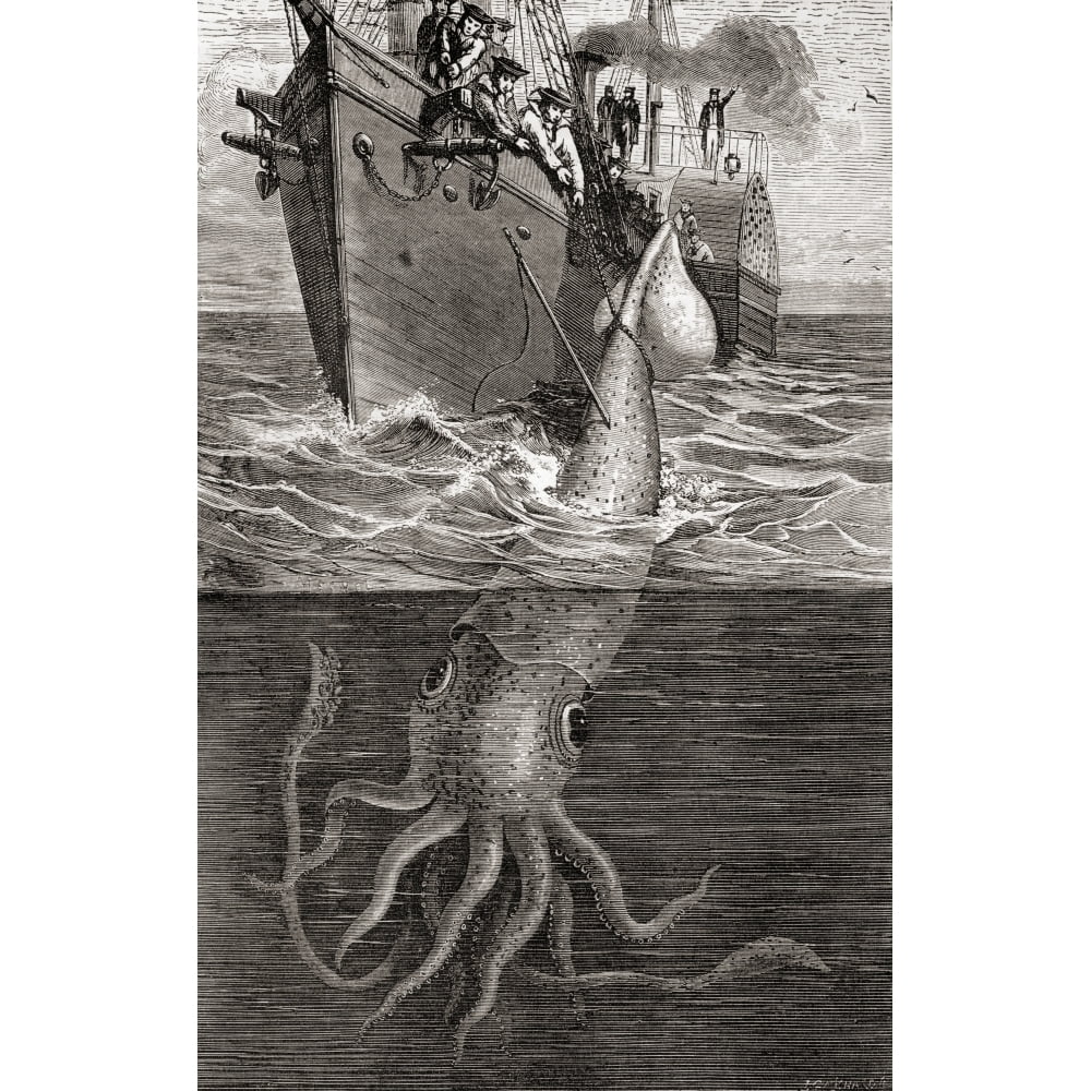 A Giant Squid Architeuthis Architeuthidae Hooked By The French Gunboat ...