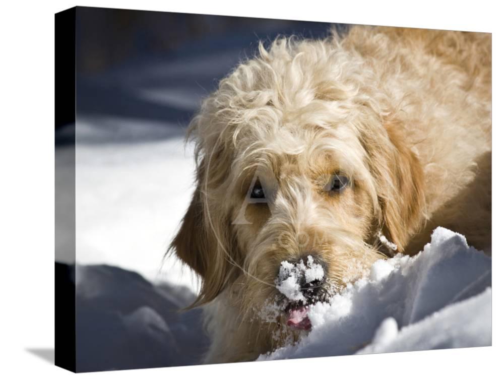 A Goldendoodle with Snow on it's Nose, New Mexico, USA, Animals Scenic ...