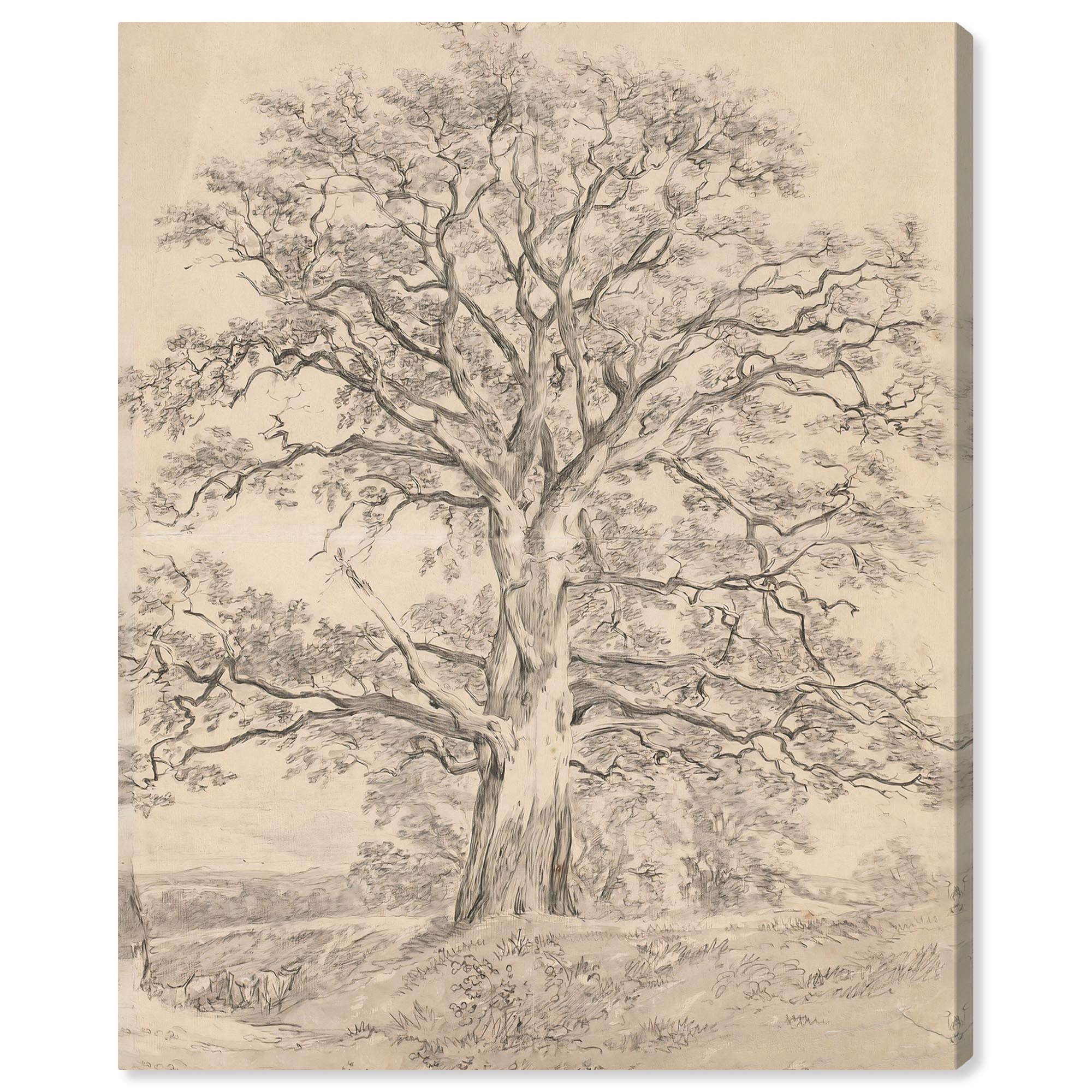 A Great Oak Tree 1801 Canvas Classic Sketches by Art Remedy, Gallery ...