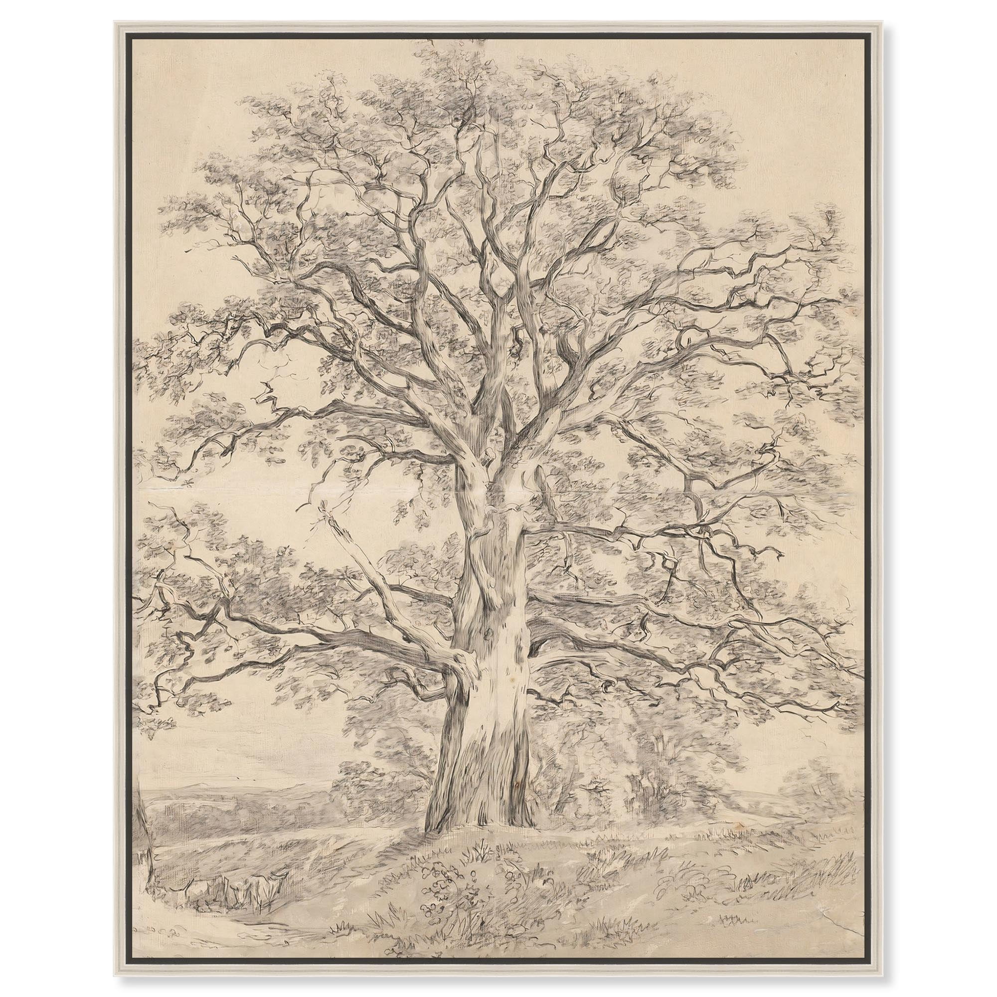 A Great Oak Tree 1801 Canvas Classic Sketches By Art Remedy Silver