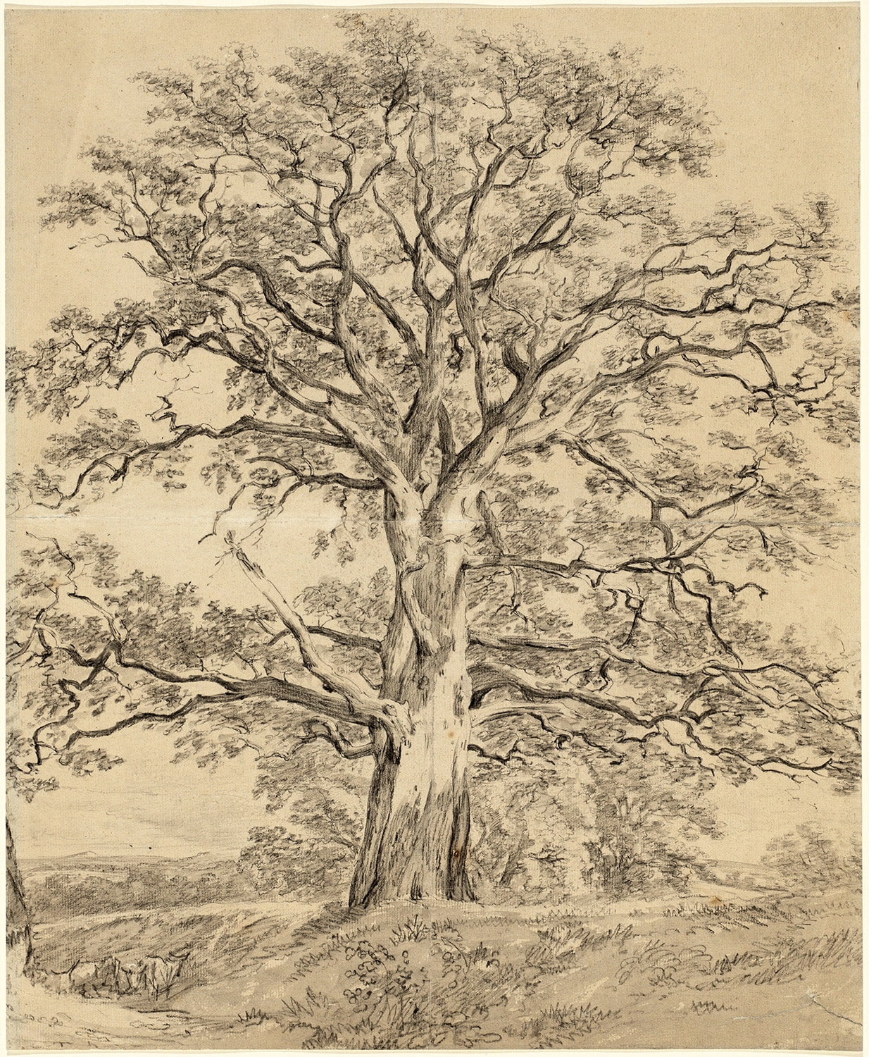 A Great Oak Tree by John Constable - 12" x 18" Art Print Wall Decor ...
