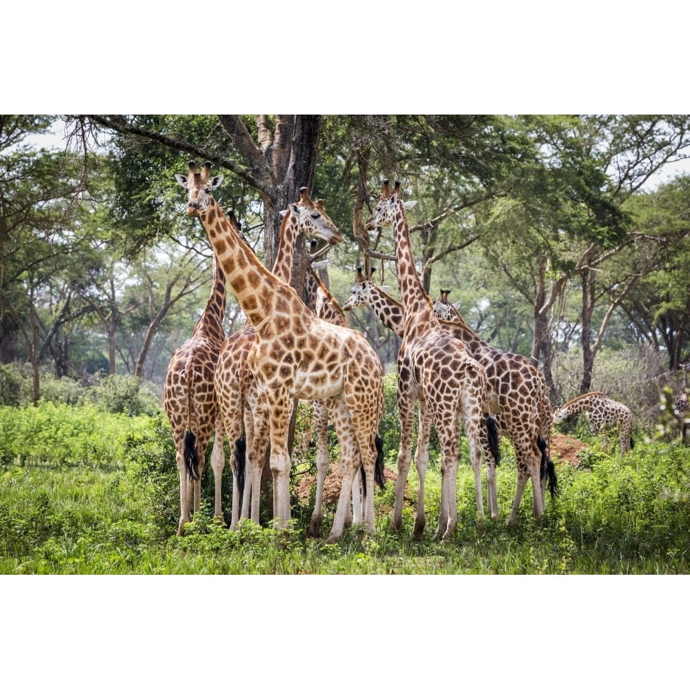 A Group Of Giraffes Standing Under A Tree Murchison Falls National Park ...