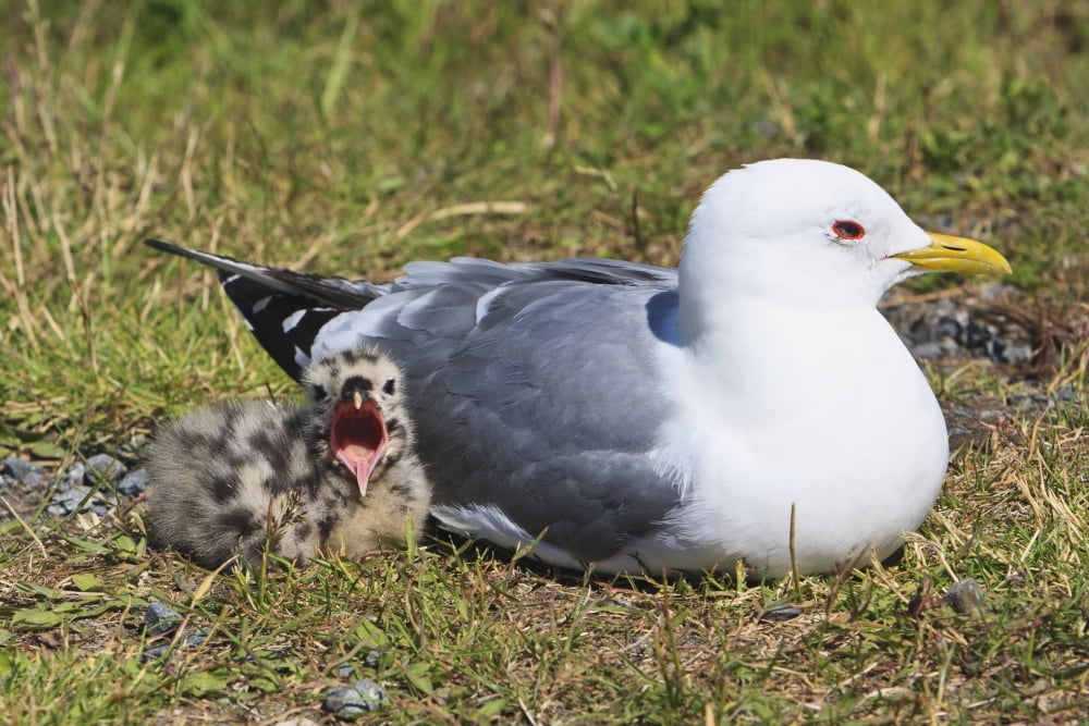 A Hatching Mew Gull Yawns While It Sits Next To Its Mother Along The ...