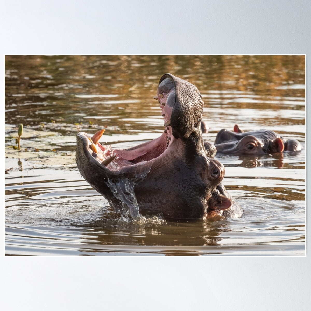 A Hippo Yawn Poster Wall Art, Modern Wall Decor For Living Room Bedroom ...