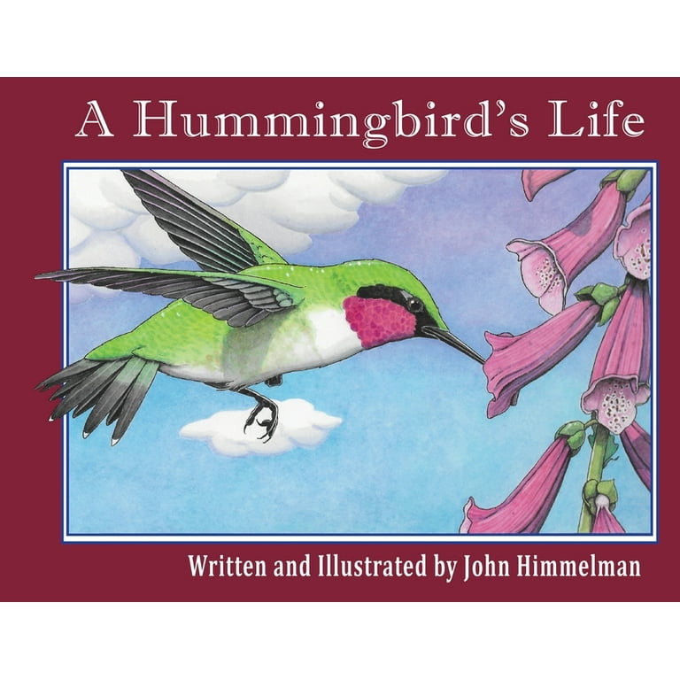 Hummingbird Life Cycle