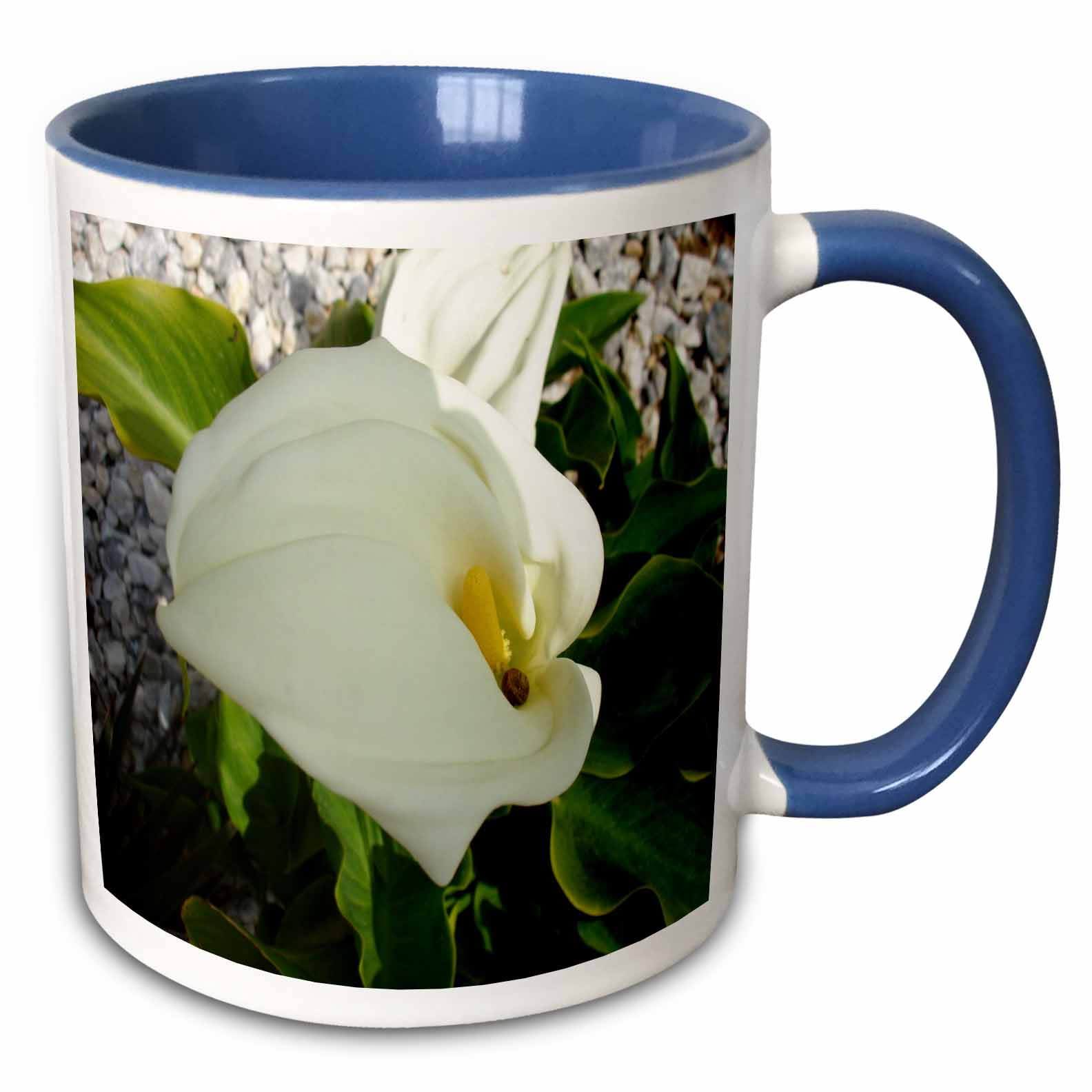 3drose, a Large Single White Calla Lily Flower-beautiful Calla Lily ...