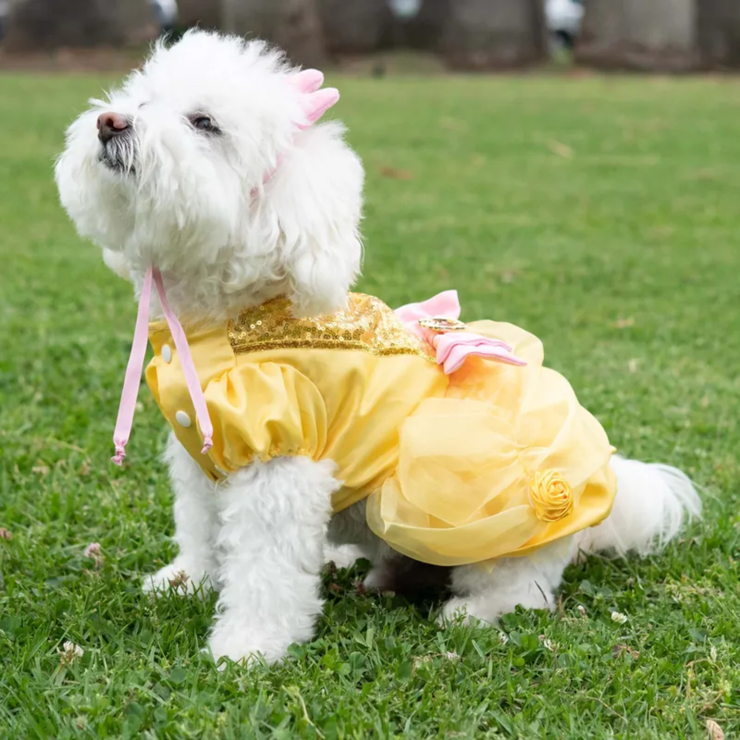 A Leading Role: Officially Licensed Disney Princesses Belle Premium Pet ...