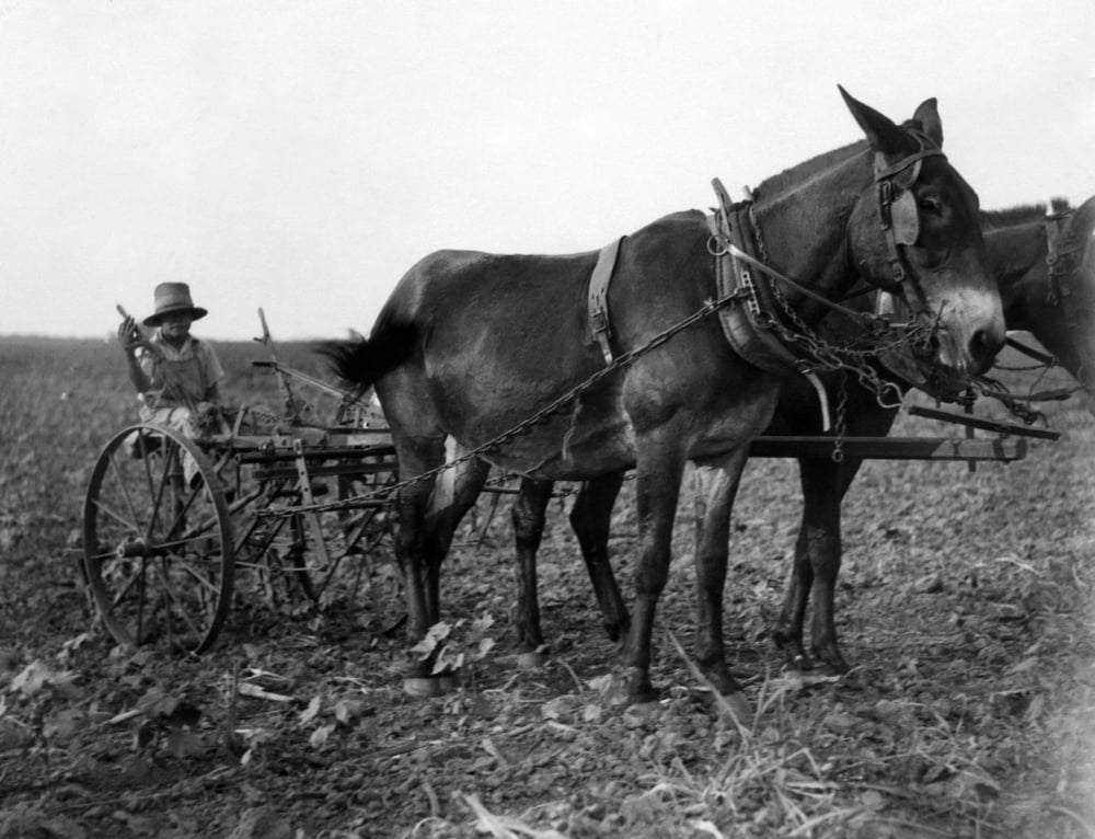 A Man Plows Cotton In Texas. Courtesy Of Csu ArchivesEverett Collection ...