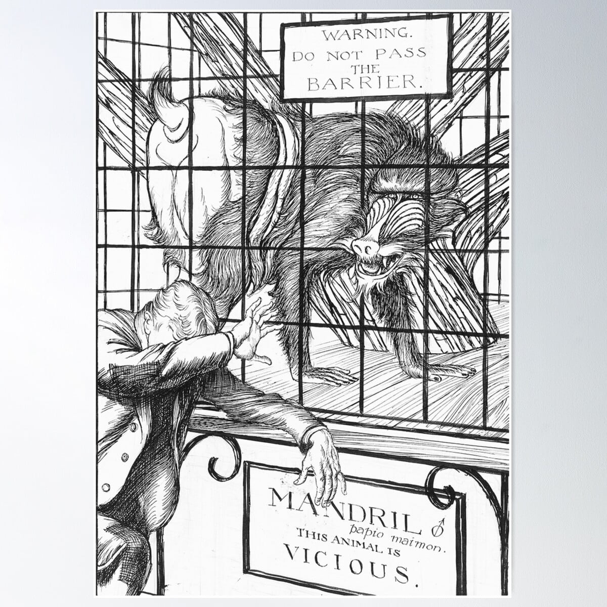 A Mandrill Baboon In A Zoo Baring Its Bottom Poster Wall Art, Modern ...