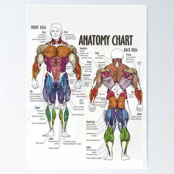 A NEW Anatomy Chart - Muscle Diagram Poster - Walmart.com
