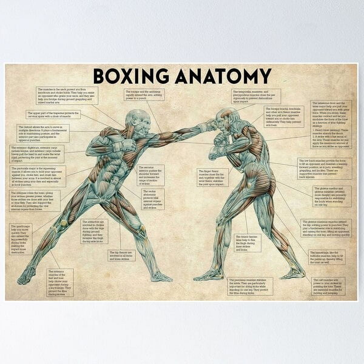 A NEW Boxing Anatomy - Anatomy Of a Boxer - Martial Art Boxing Anatomy ...