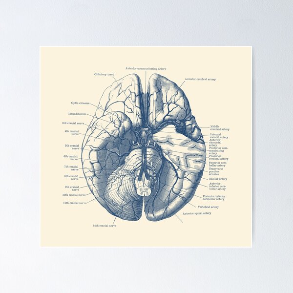 A NEW Human Brain Diagram Poster - Walmart.com