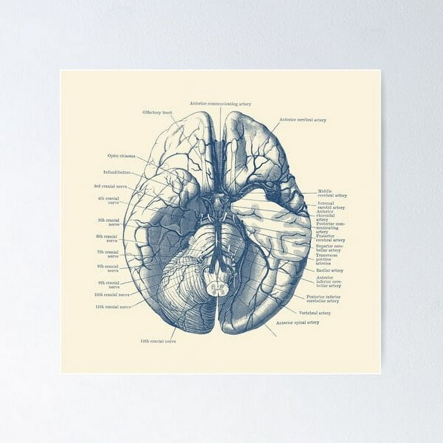 A NEW Human Brain Diagram Poster - Walmart.com