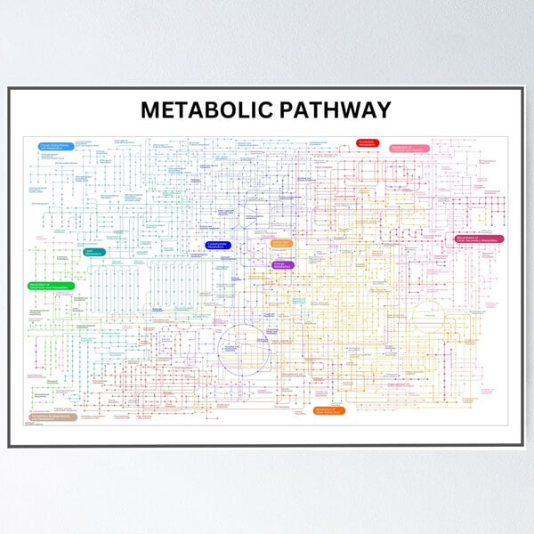 A NEW Metabolic pathway map Poster - Walmart.com