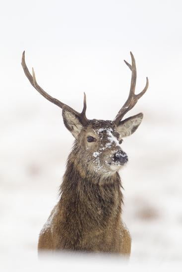 A NEW Red Deer Stag (Cervus Elaphus) Portrait in Snowy Moorland ...