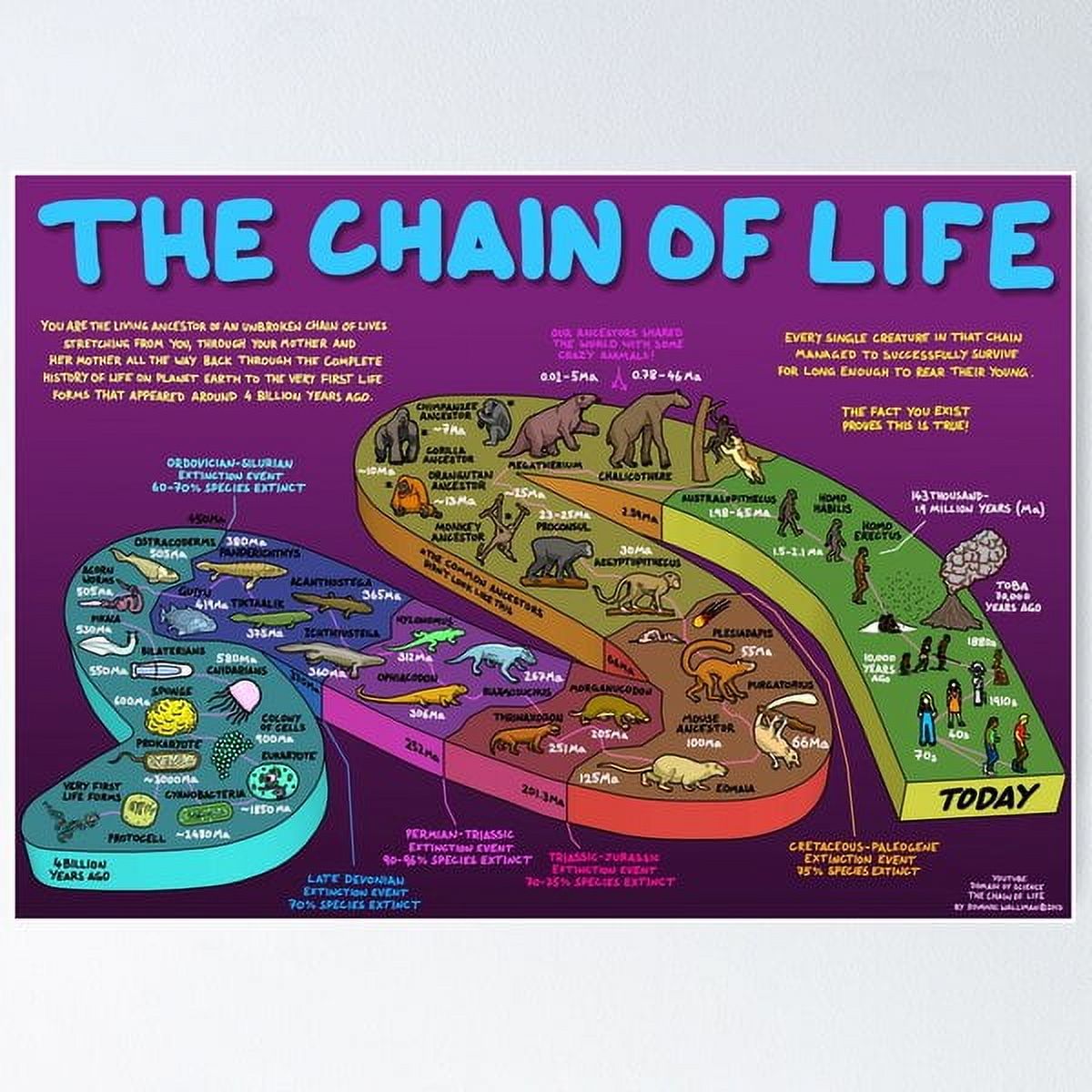 A NEW The Chain of Life - Your Evolutionary History Poster - Walmart.com