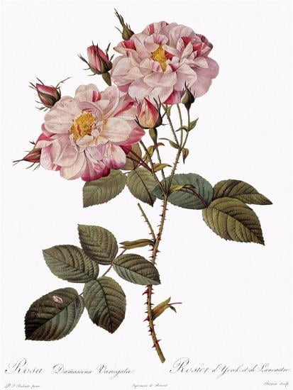 A NEW York and Lancaster Rose, Rosa Damascena Variegata Poster Canvas ...