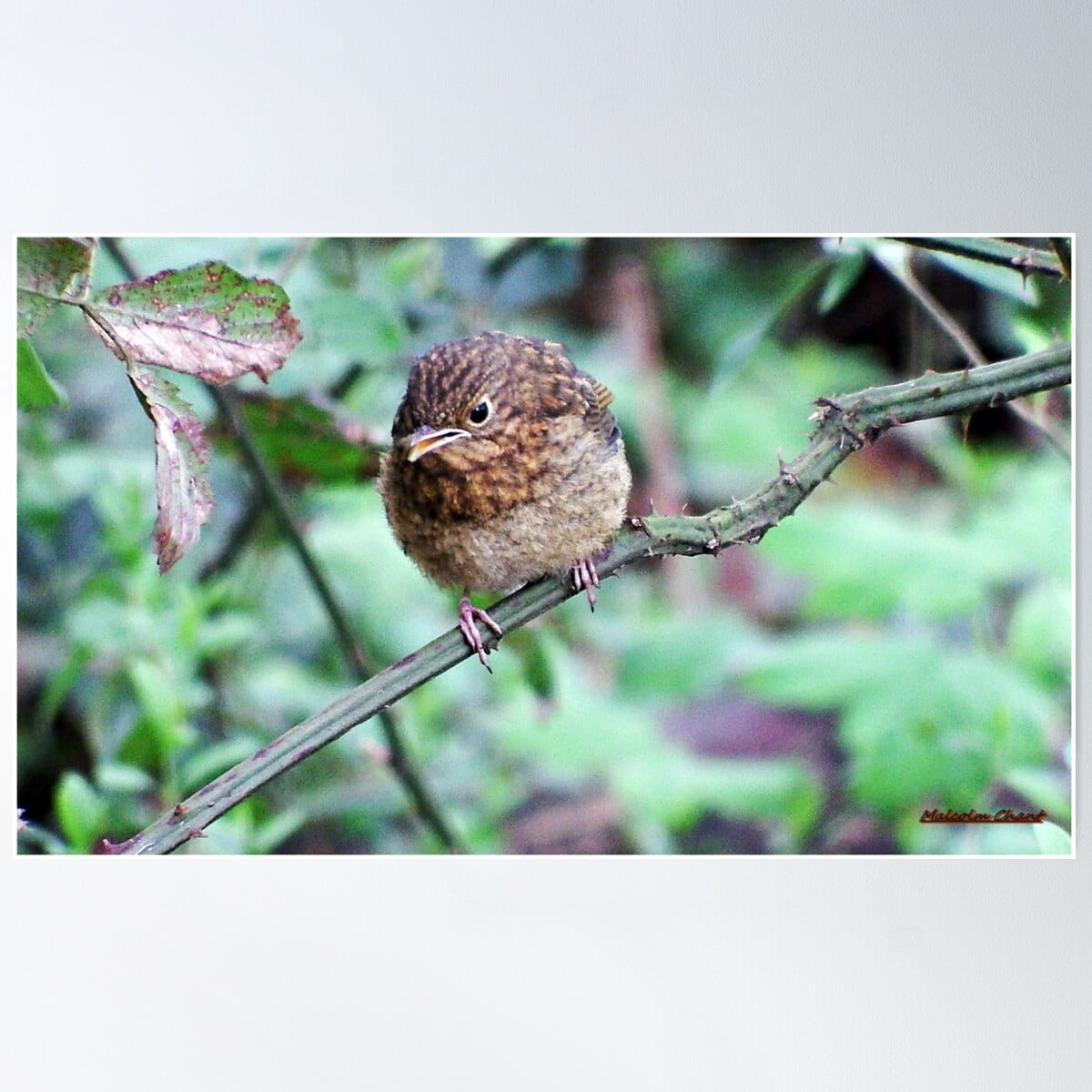 A Newly Fledged Robin. Poster Wall Art Bedroom Wall Art Home Decor ...