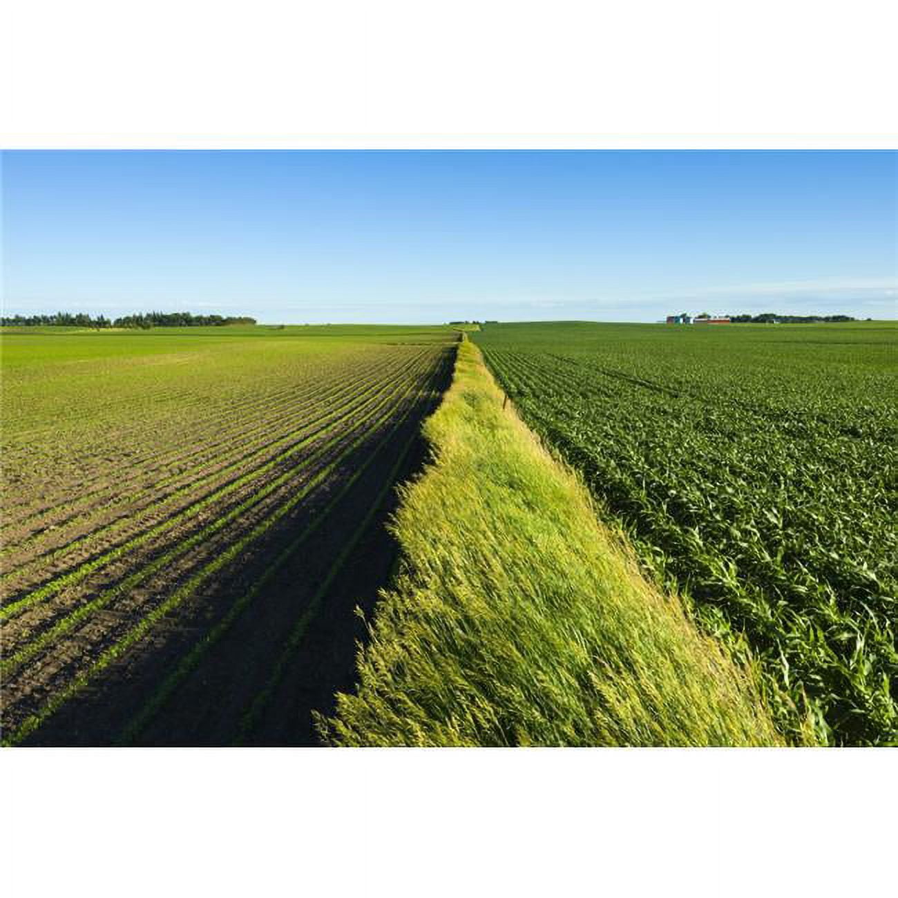 A Newly Planted Soybean Field & A Green Grain Corn Field Separated ...