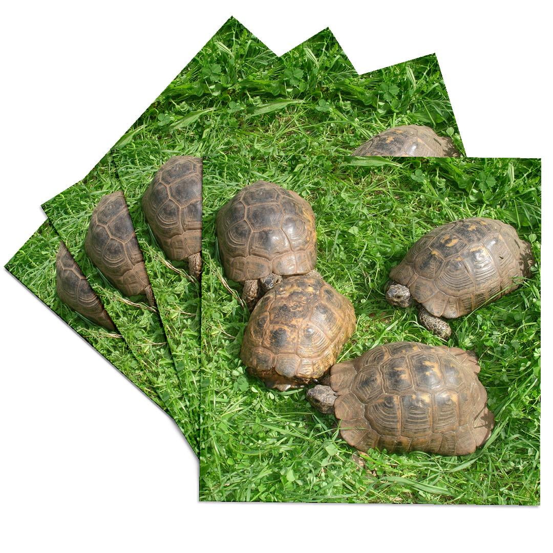 3drose, a Photograph of Four Wild Ibera Greek Tortoises Preparing to ...
