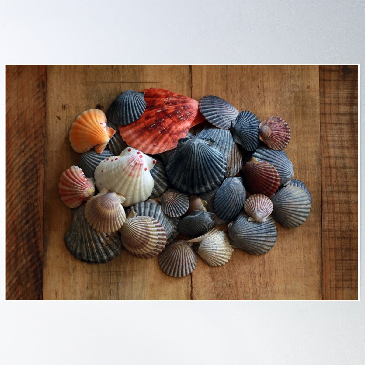 A Pile Of Scallop Shells Poster Wall Art, Modern Wall Decor For Living ...