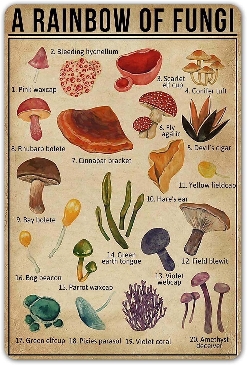 A Rainbow of Fungi Vintage Tin Sign Mushroom Fungi Knowledge Metal ...