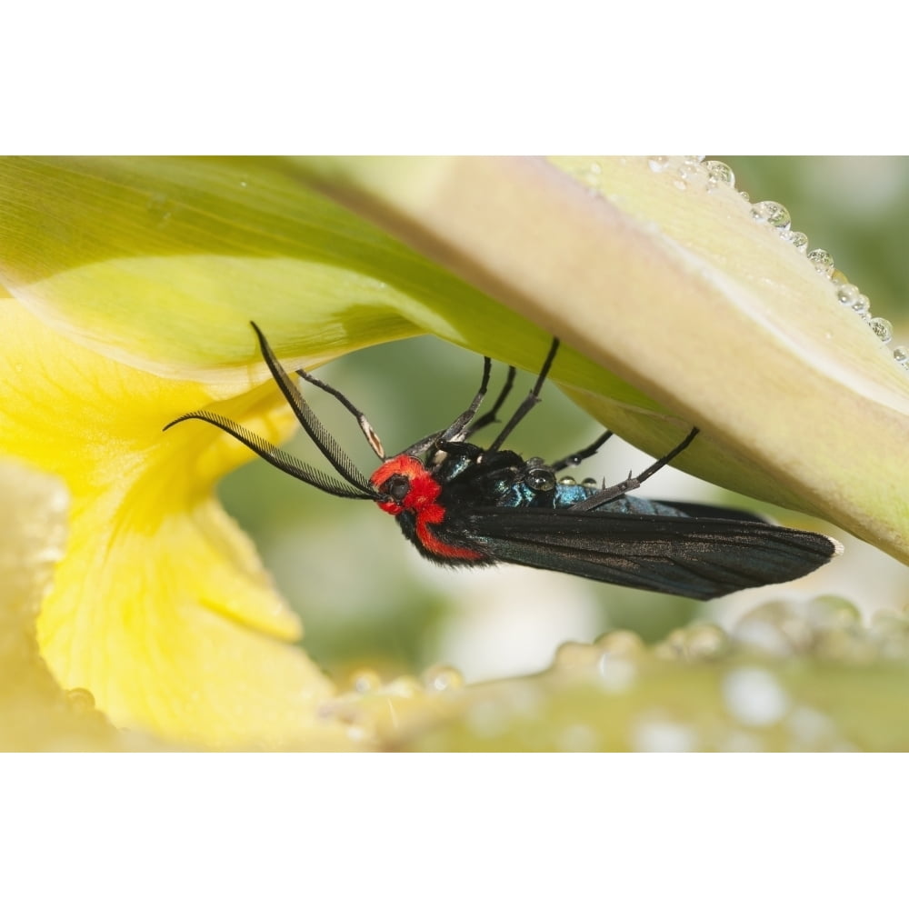 A Red-shouldered Ctenucha Moth (Ctenucha rubroscapus) rests on an Iris ...