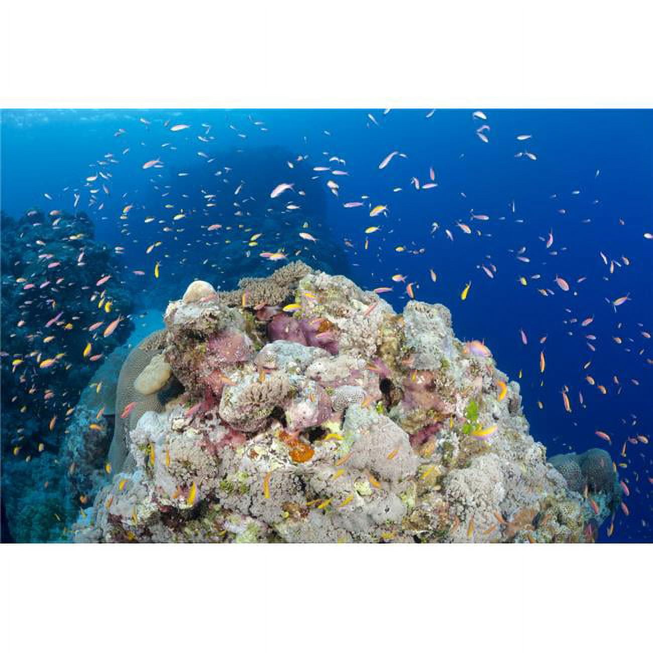 A Reef Scene with Schooling Anthias at Yap Caverns Off The Island of Yap - Yap Micronesia Poster ...