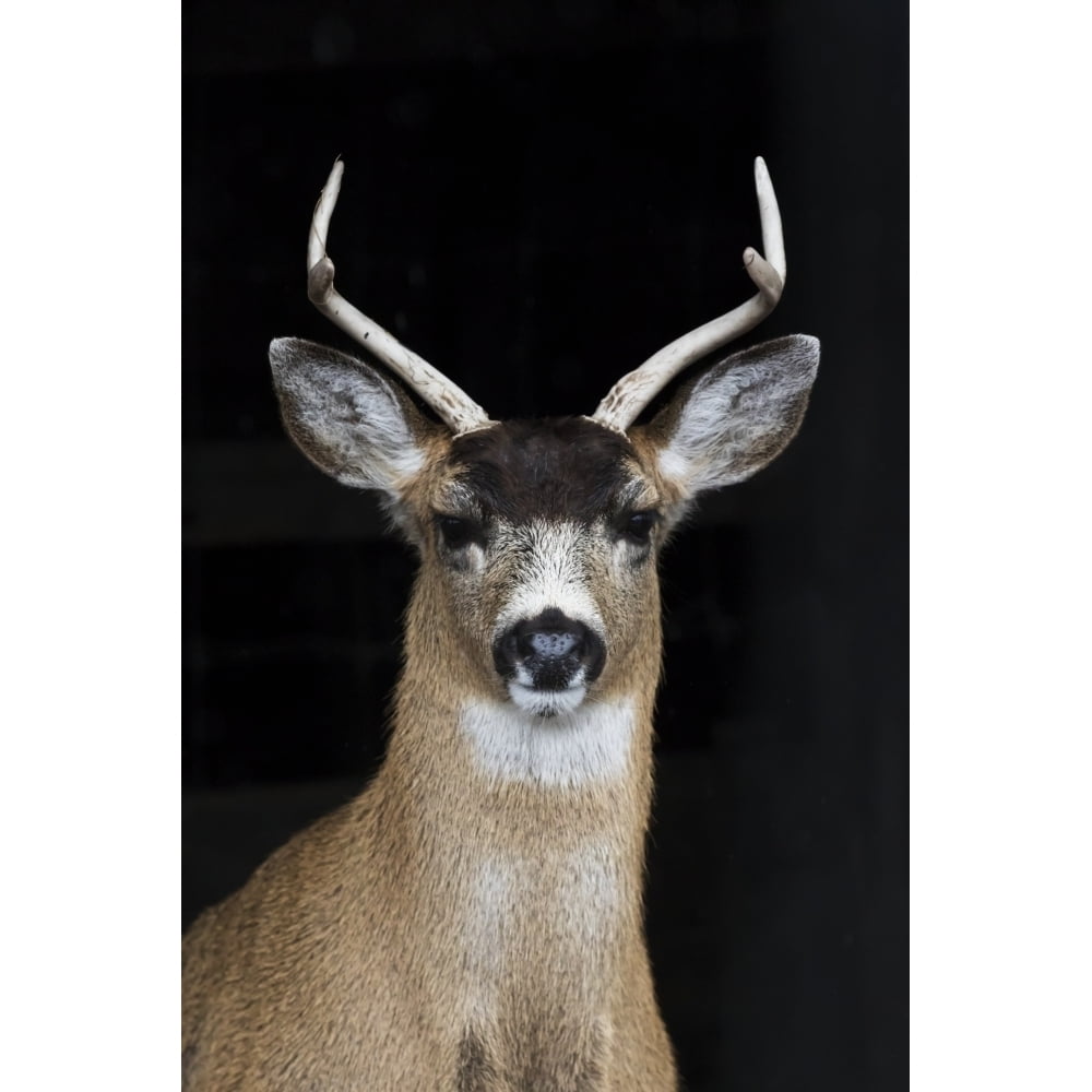 A Sitka Black-tail deer buck looks at camera has shed his velvet from ...
