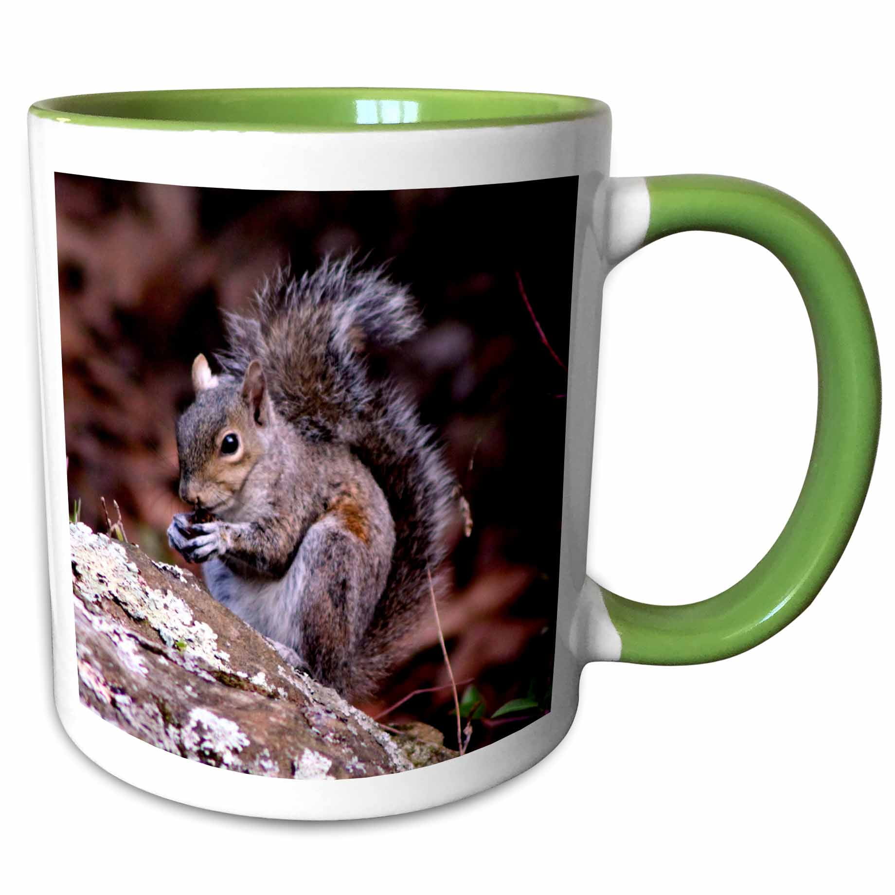 3drose, a Squirrel Enjoying His Meal a Squirrel Eating a Nut Ontop of a ...