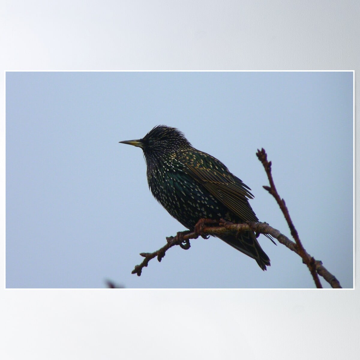 A Star In The Mist! - Starling - Southland Nz Poster Wall Art, Modern ...