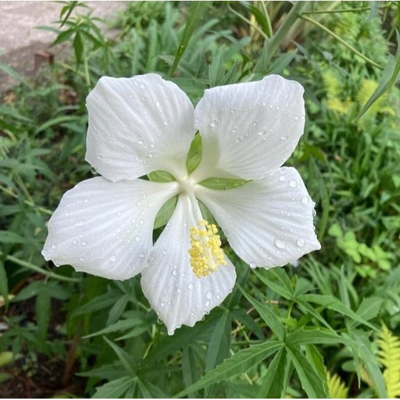 Hardy Hibiscus Plant