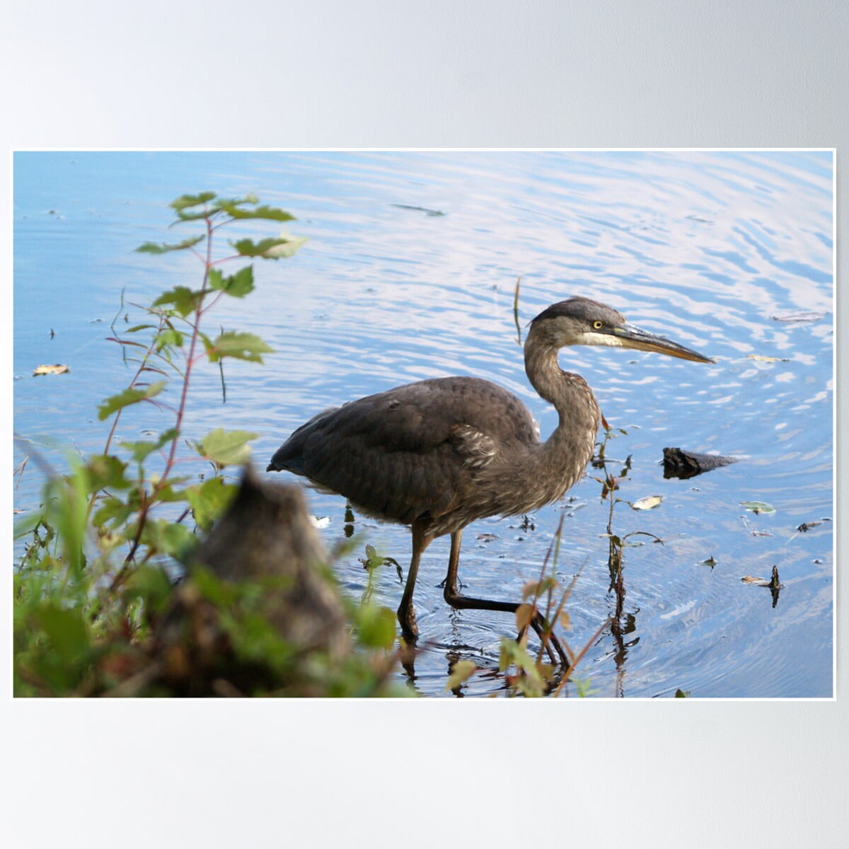 A Stroll In The Swamp. Poster Wall Art, Modern Wall Decor For Living ...