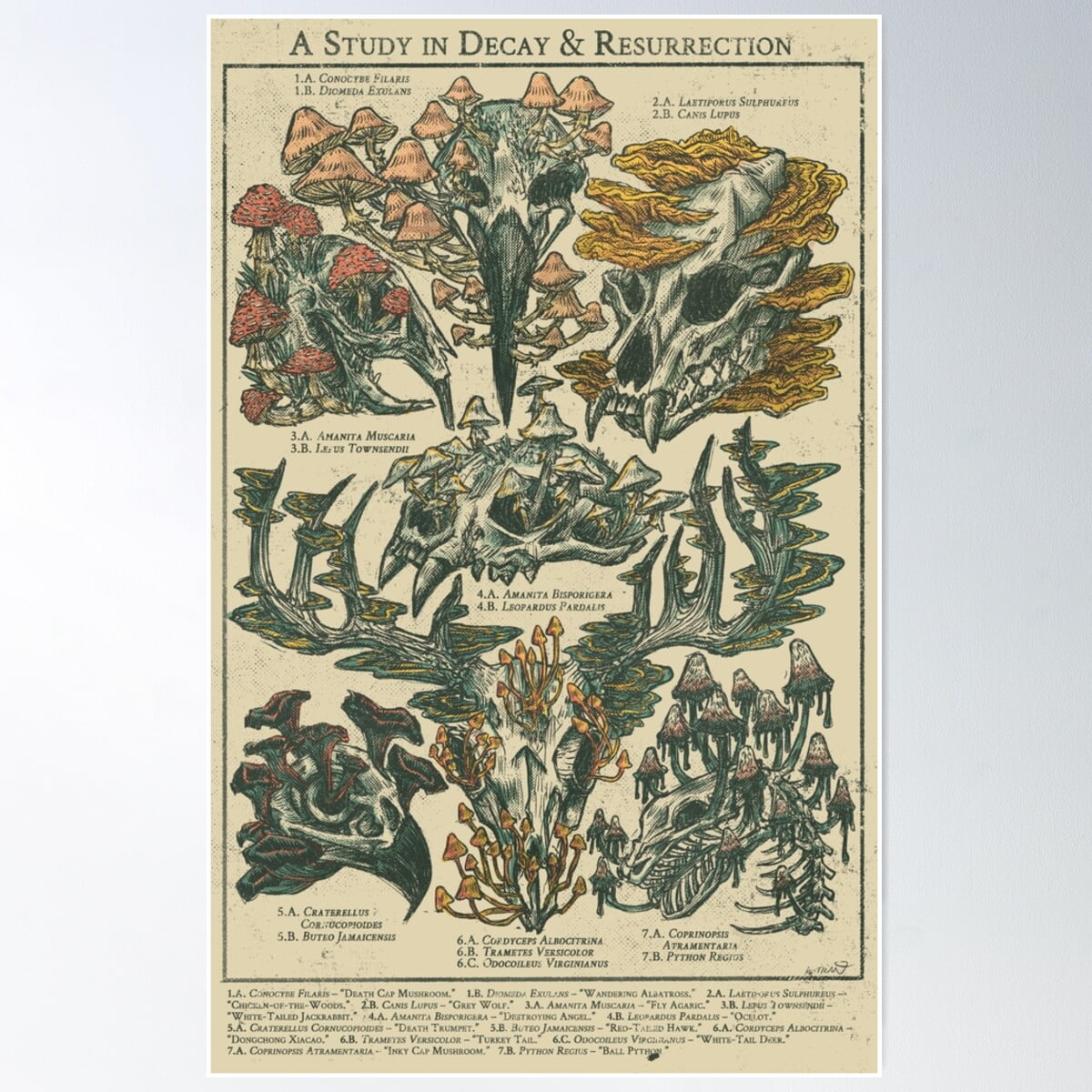 A Study In Decay And Resurrection Poster Wall Art, Modern Wall Decor ...