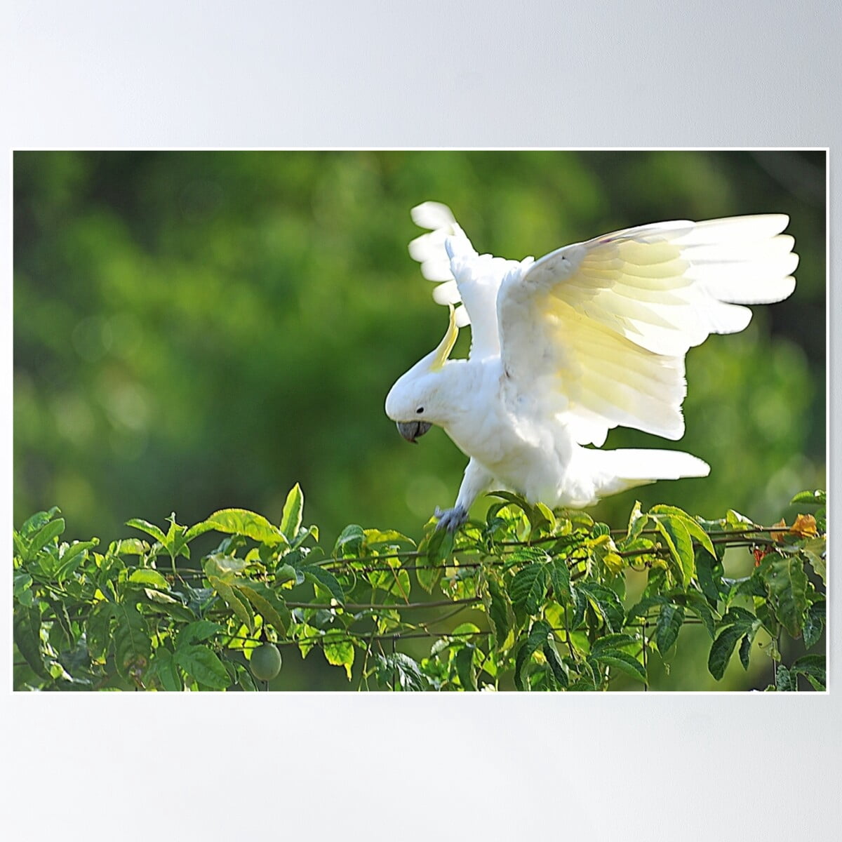 A Sulphur Crested Cockatoo. Brisbane, Queensland, Australia. Poster ...