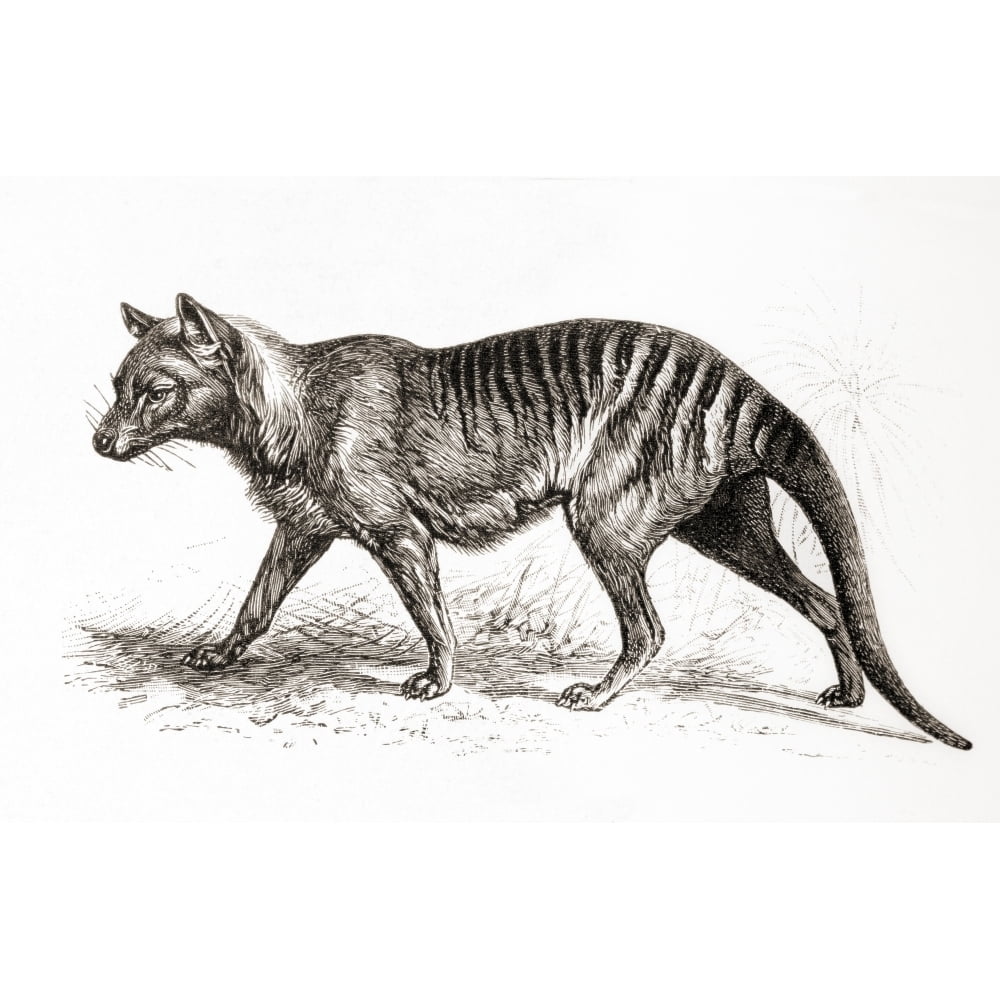 A Thylacine thylacinus Cynocephalus Aka Tasmanian Tiger Or Tasmanian Wolf. From Meyers Lexicon ...