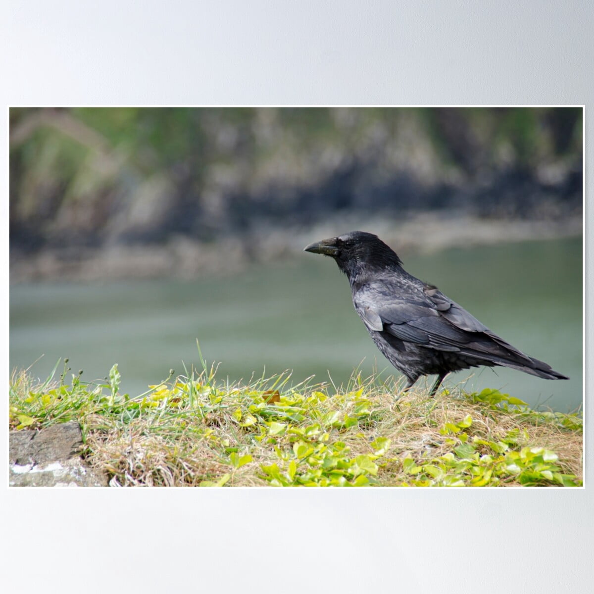 A Young Rook. Poster Wall Art, Modern Wall Decor For Living Room ...