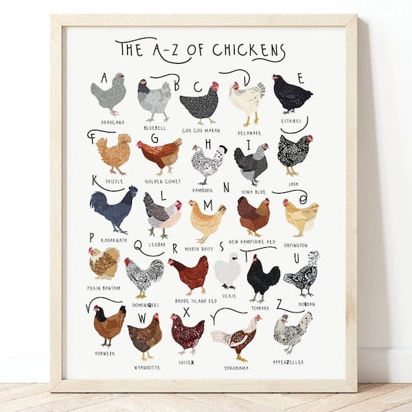A-Z Of Chickens Poster, Chicken Print, Chicken Breeds Art, Alphabet ...