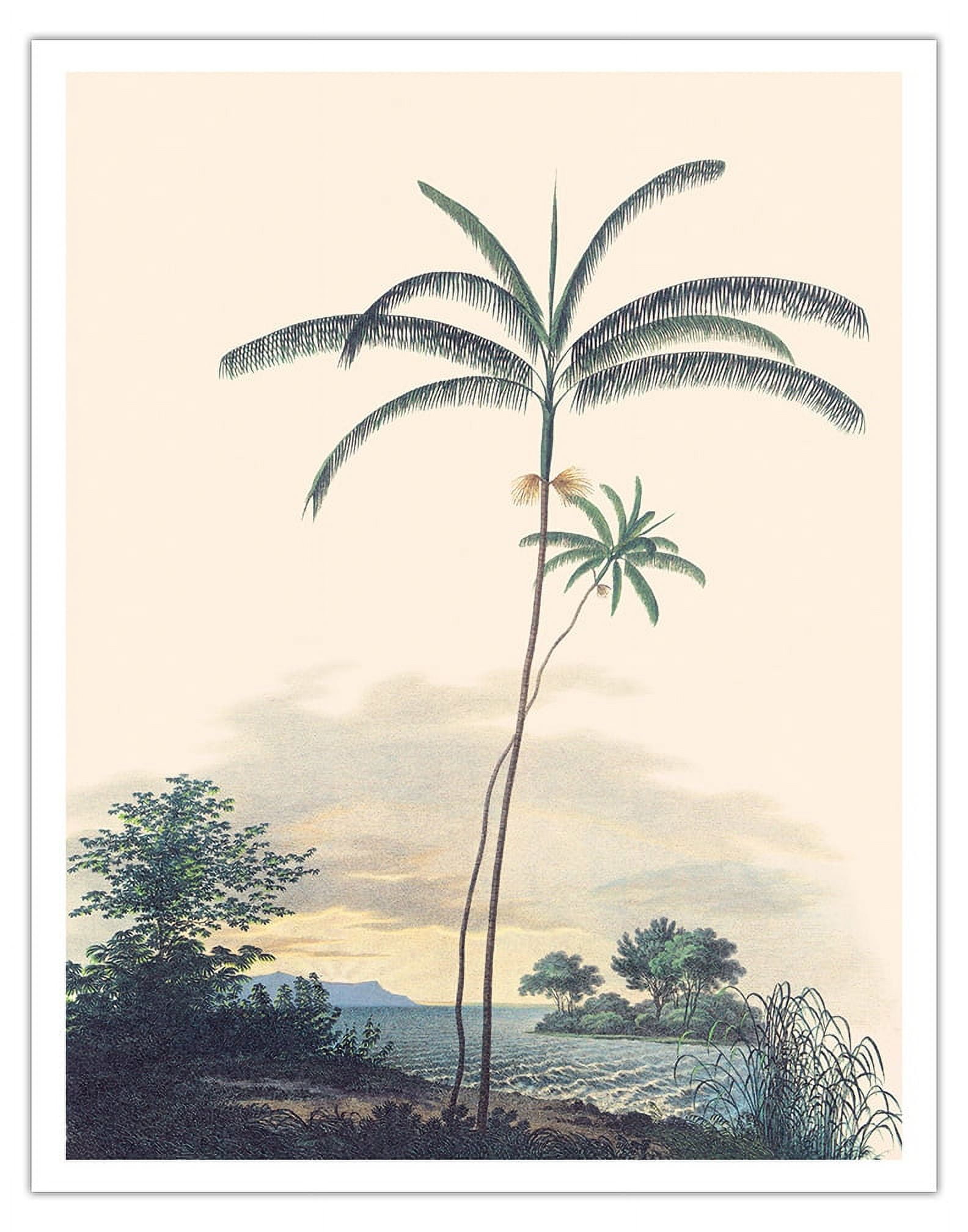 Açaí Palm Tree (Euterpe Oleracea) - Vintage Botanical Illustration by ...