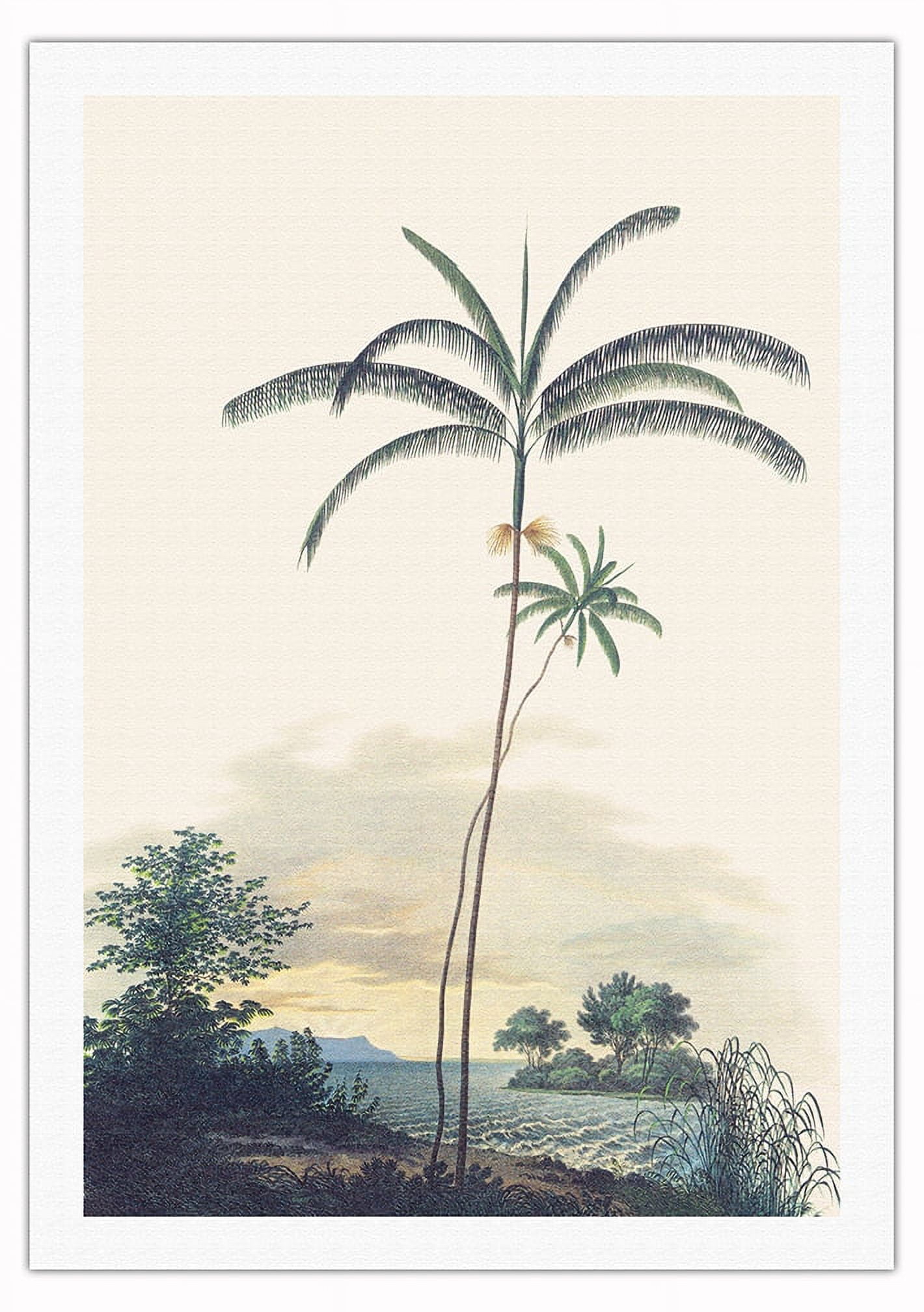 Açaí Palm Tree (Euterpe Oleracea) - Vintage Botanical Illustration by ...