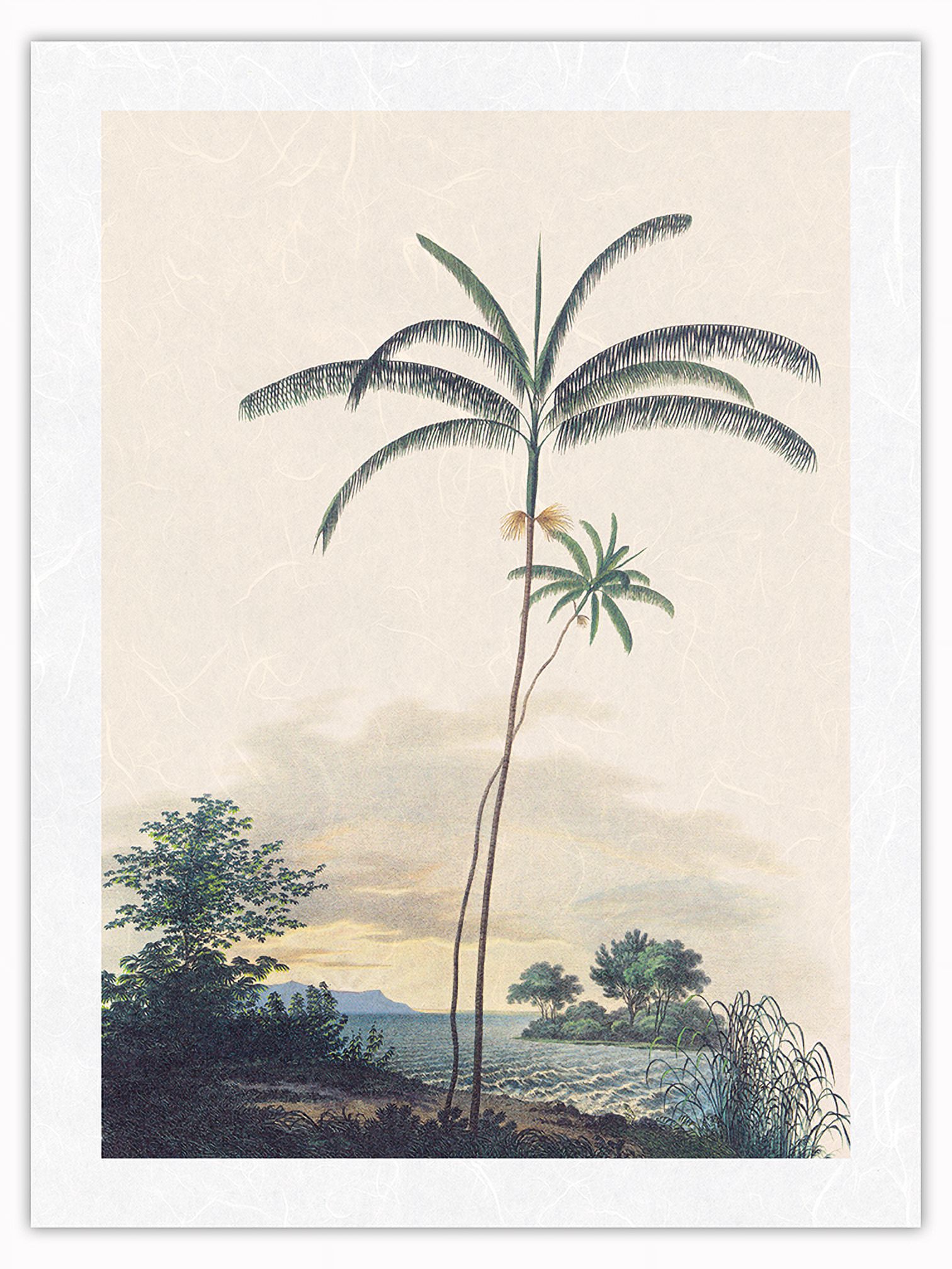 Açaí Palm Tree (Euterpe Oleracea) - Vintage Botanical Illustration by ...