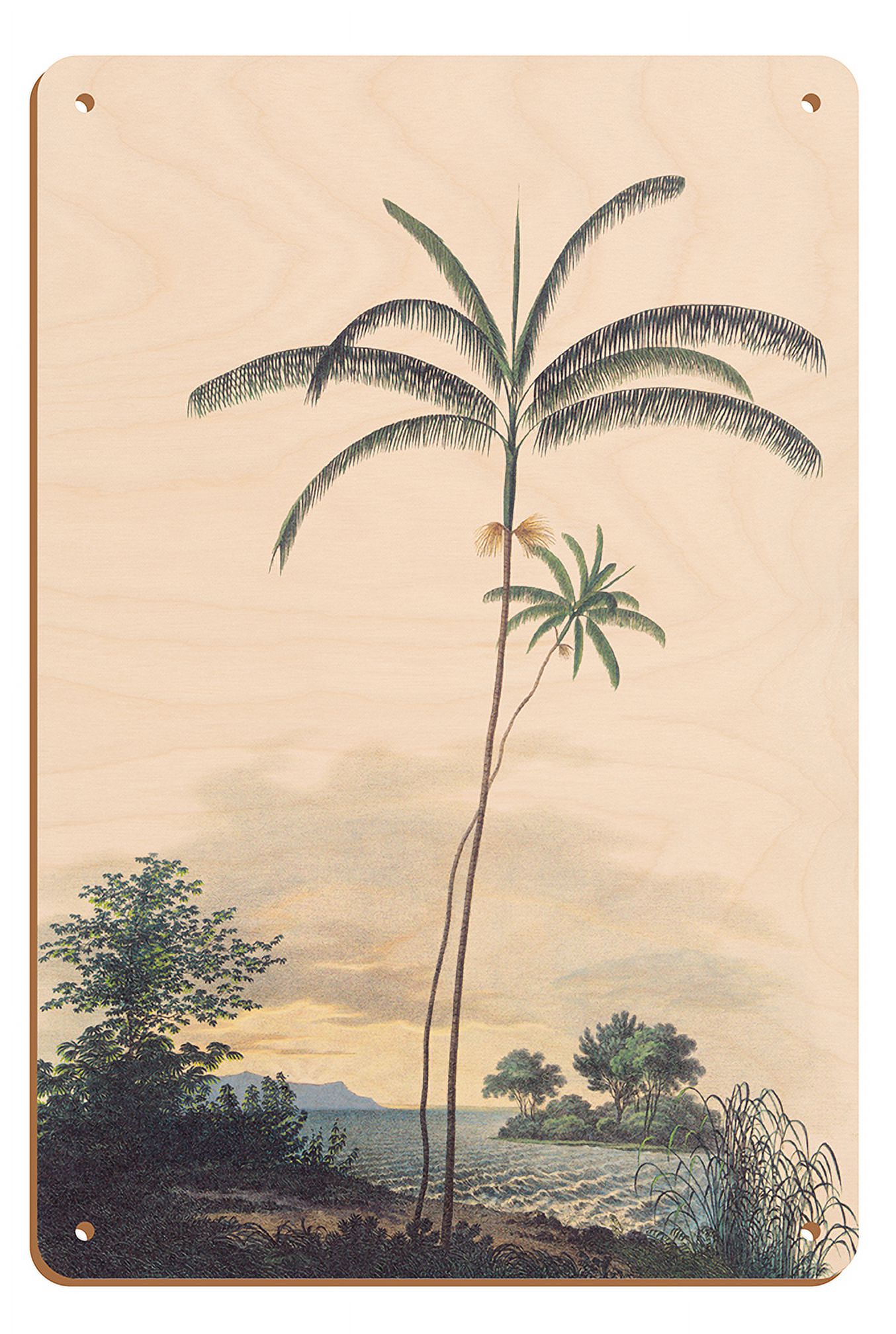 Açaí Palm Tree (Euterpe Oleracea) - Vintage Botanical Illustration by ...