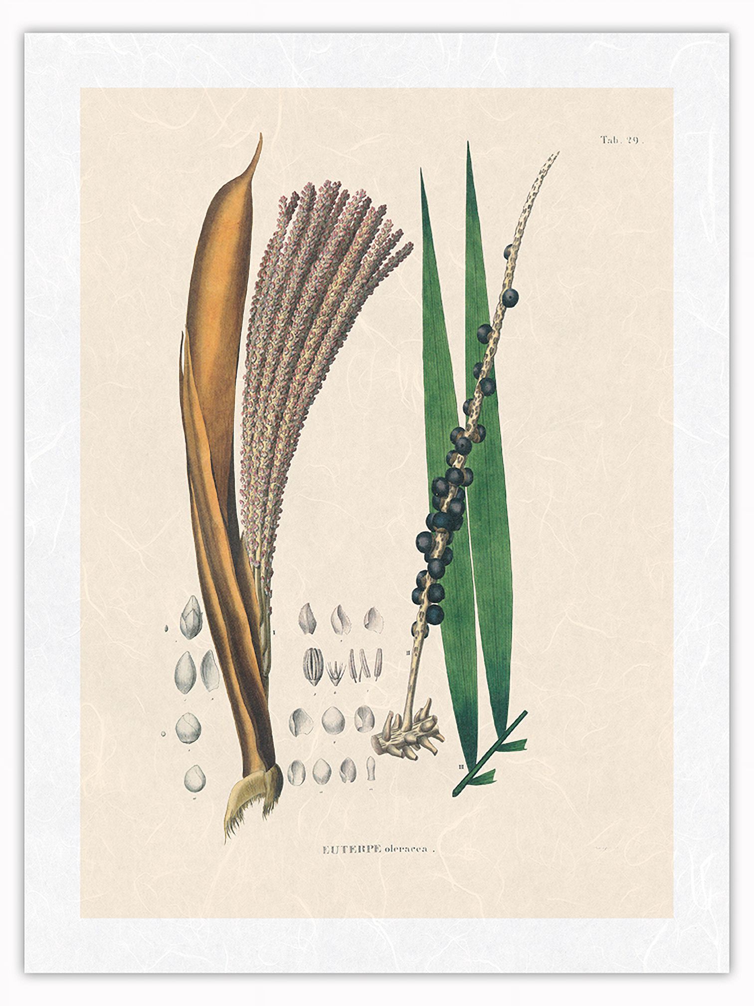 Açaí Palm Tree (Euterpe oleracea) - Vintage Botanical Illustration by ...