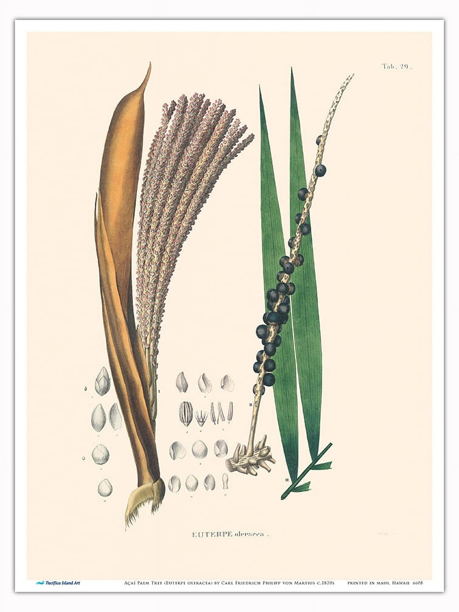 Açaí Palm Tree (Euterpe oleracea) - Vintage Botanical Illustration by ...