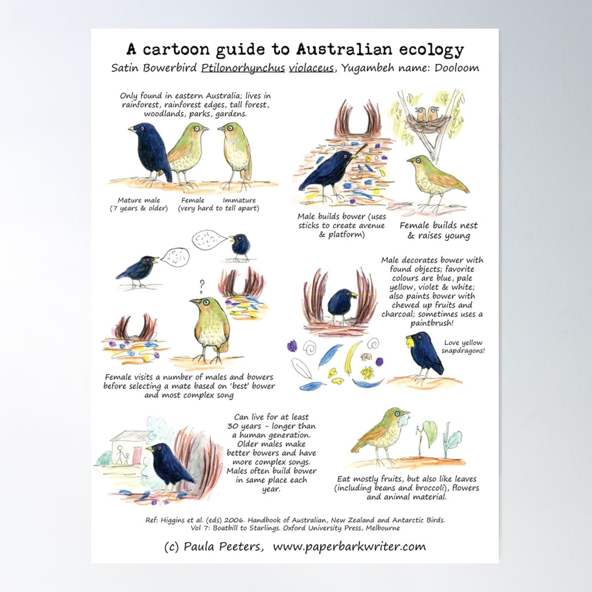 A cartoon guide to the Satin Bowerbird Poster, 24x36 UNFRAMED - Walmart.com