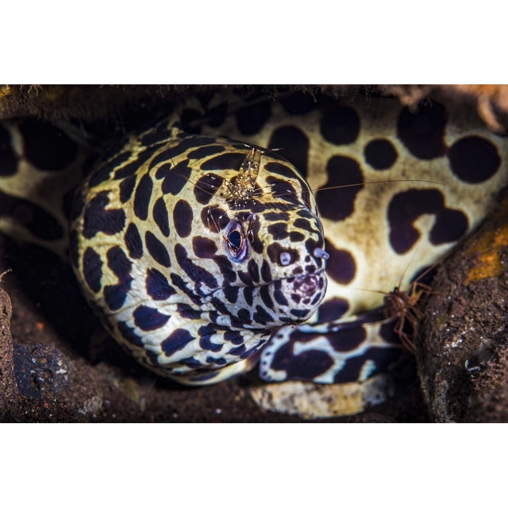 A cleaner shrimp searches for parasites on the head of this spotted ...
