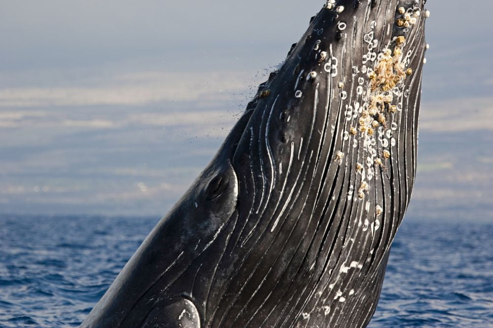 A close look at the pleats and barnacles on a breaching humpback whale ...