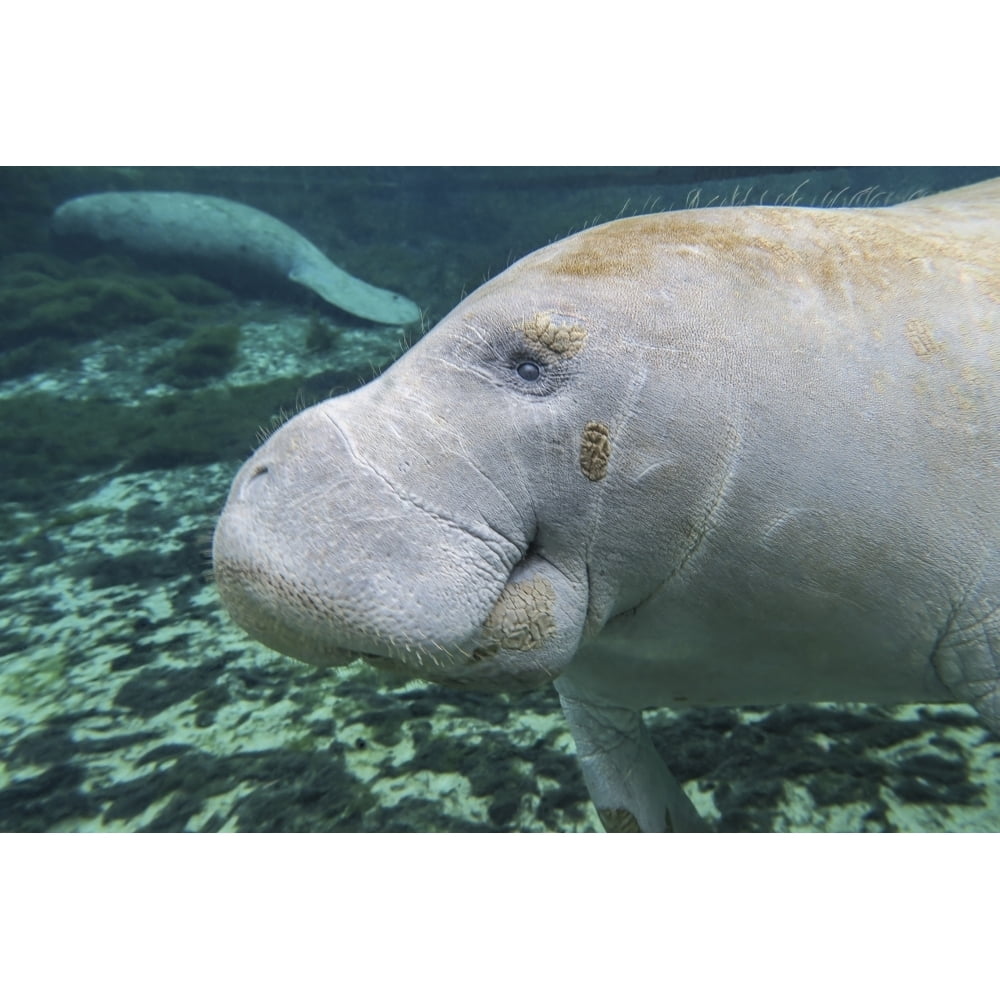 A close-up head profile of a manatee in Fanning Springs State Park ...