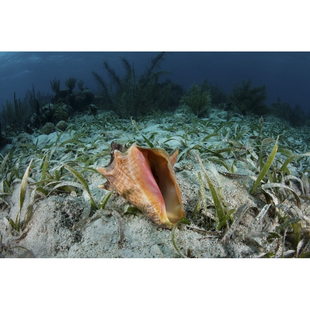 A colorful queen conch on the seagrass-covered seafloor of Turneffe ...