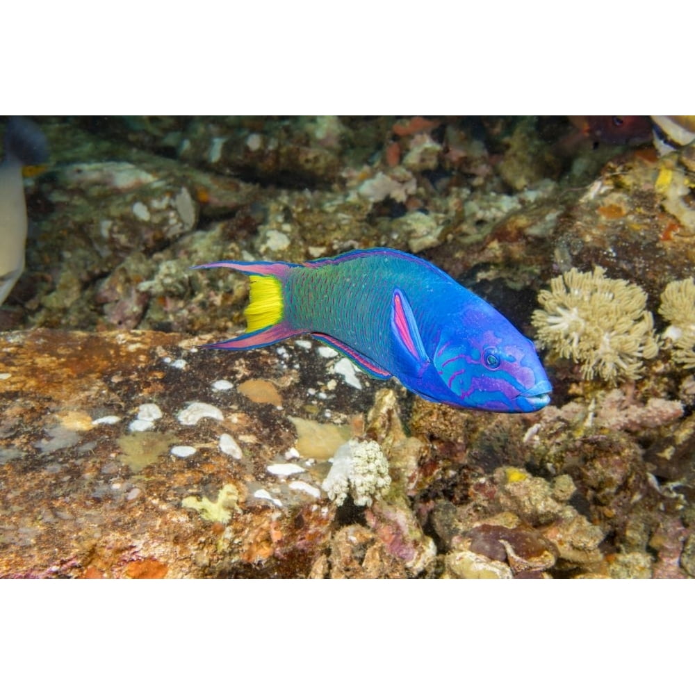 A crescent wrasse Thalassoma lunare also known as a moon wrasse ...
